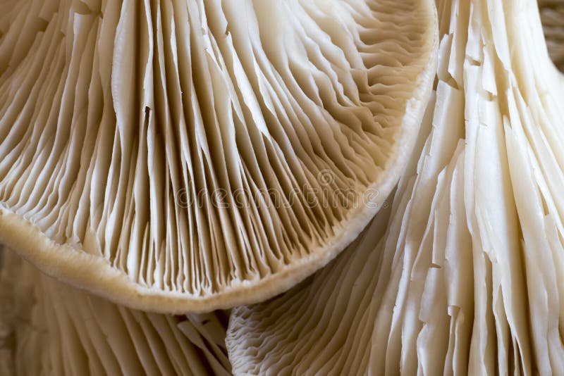 Macro View Of The Gills Of A Mushroom Stock Photo - Image of gill ...