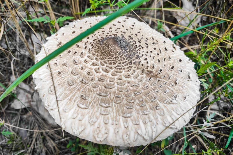 Mushroom Macrolepiota Procera Close-up. Stock Image - Image of fungi ...