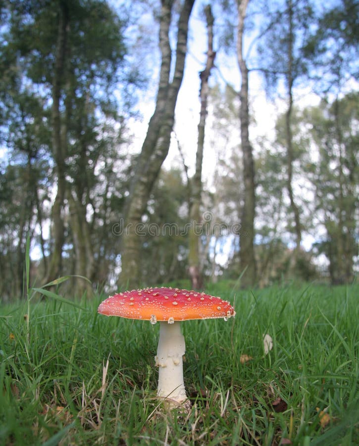 Mushroom magic stock image. Image of hallucinate, trees - 1304359