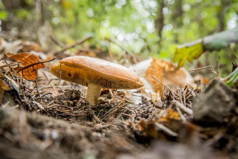 Mushroom in the forest stock image. Image of forest - 117830981