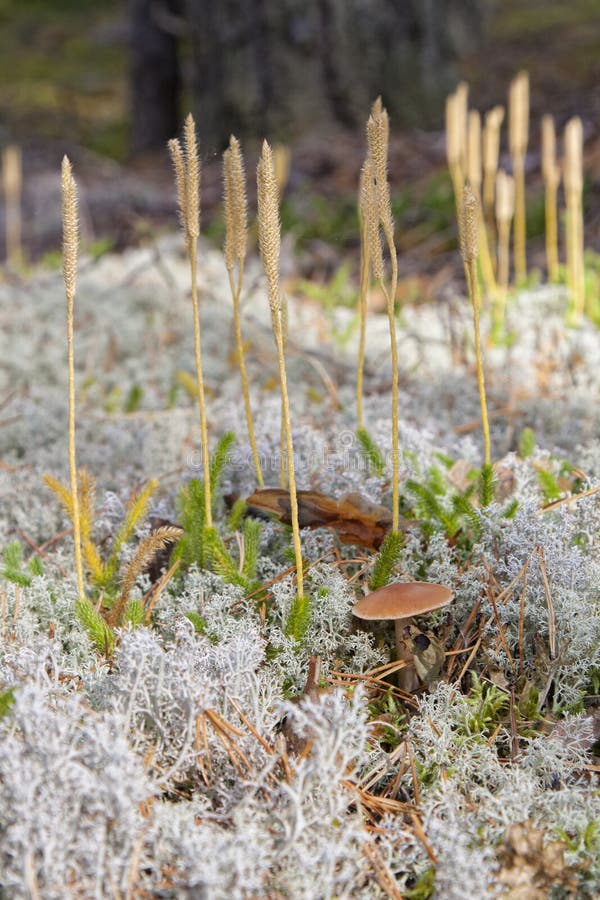 Mushroom on the moss stock image. Image of closeup, dawn - 92196161