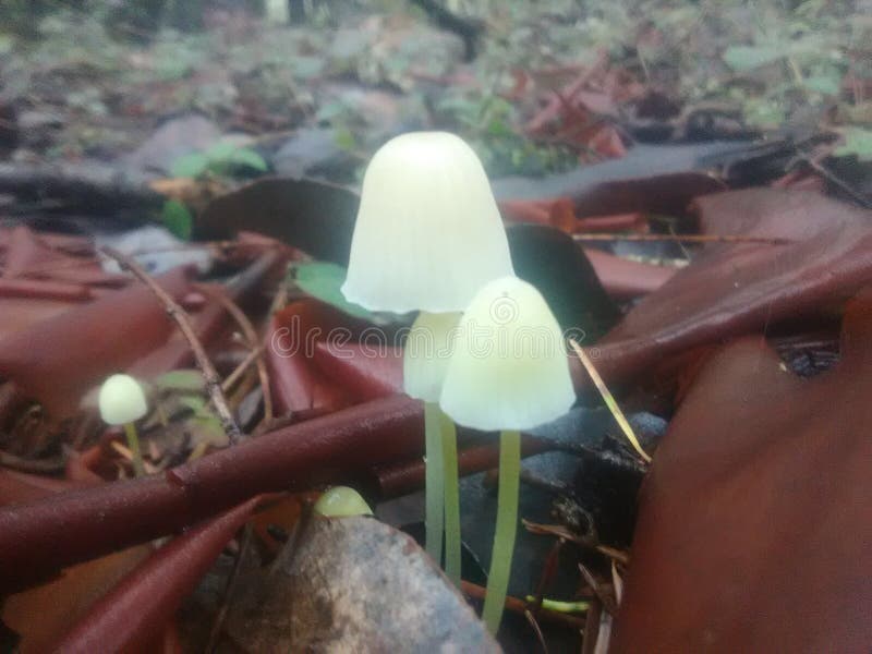Mushroom mushrooms stock photo. Image of mushrooms, mushroom - 135521564