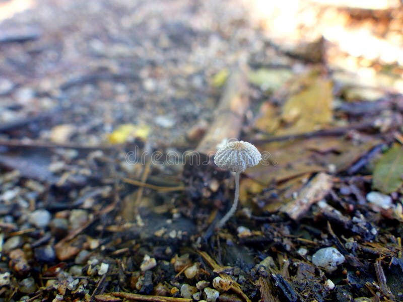Mushroom stock image. Image of germinate, mushrooms, rain - 95663797