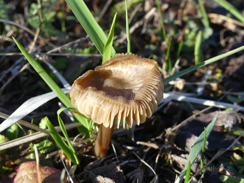 Mushroom in My Garden in Spring Morning Sun Stock Photo - Image of ...