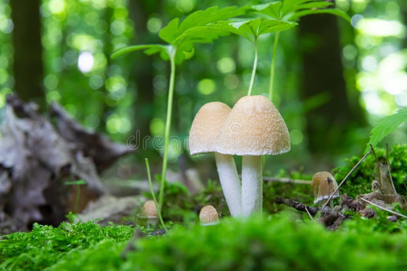 Mushroom in the Natural Environment Stock Photo - Image of growing ...