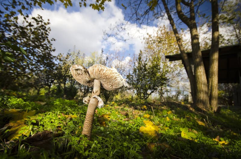 Mushroom of Nickel from the Grass in the Garden Stock Image - Image of ...