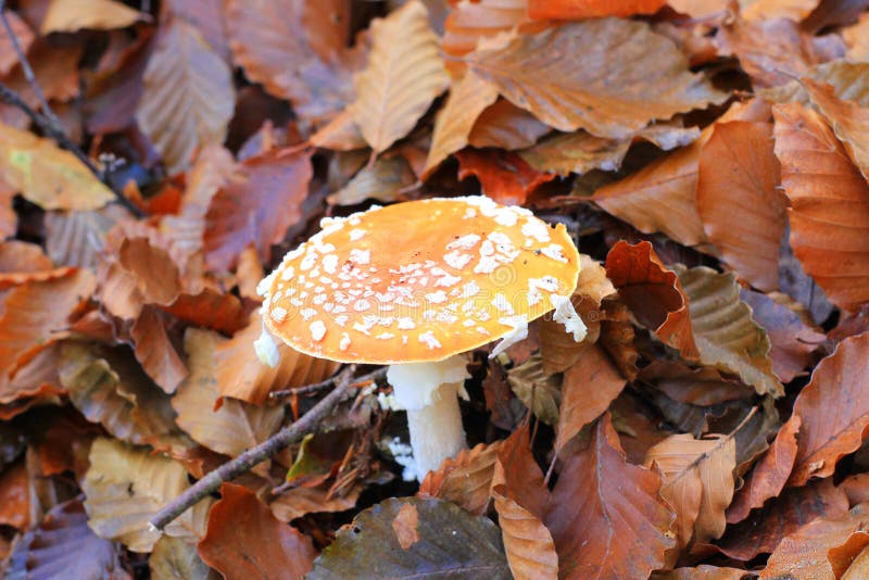 Mushroom Not Edible in the Grass Stock Photo - Image of tongue, tree ...