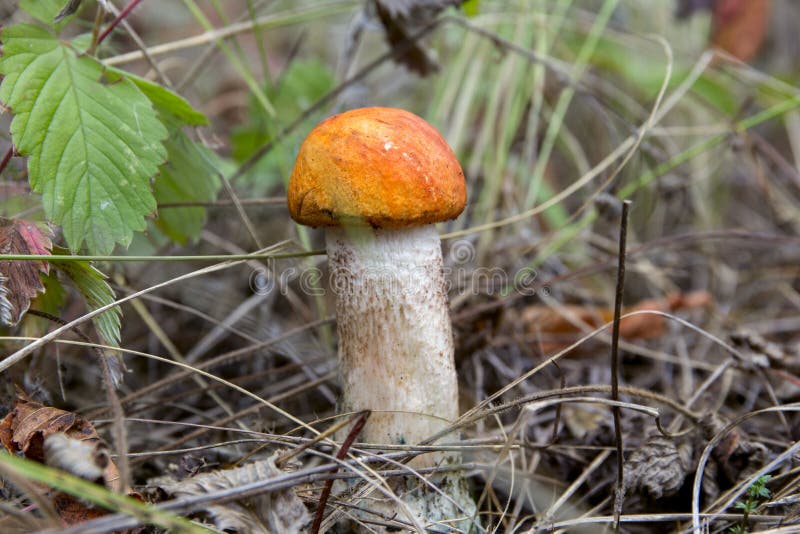 Mushroom Orange-cap Boletus. Stock Image - Image of eating, moss: 65116607