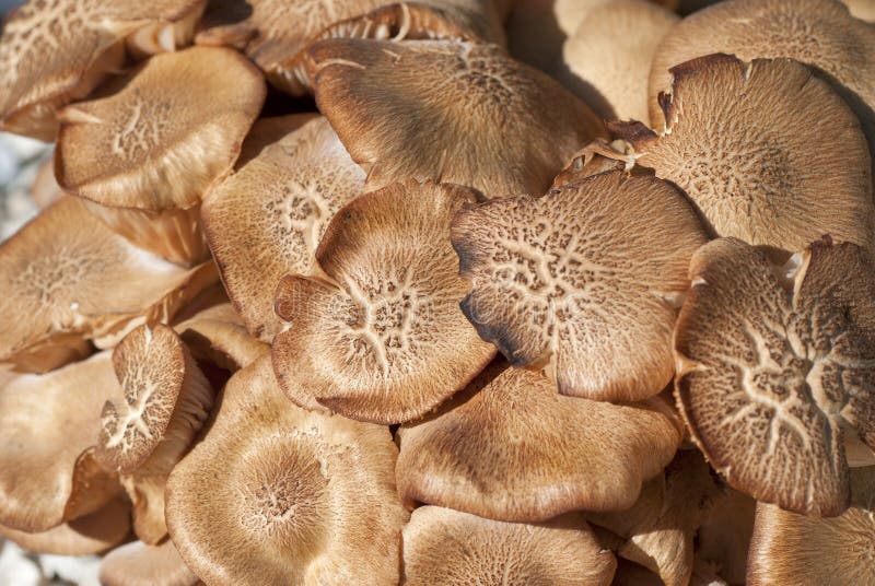 Mushroom patch stock image. Image of panus, southern - 78795375