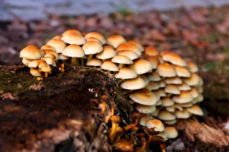 Mushroom patch stock image. Image of group, glow, wild - 3268907