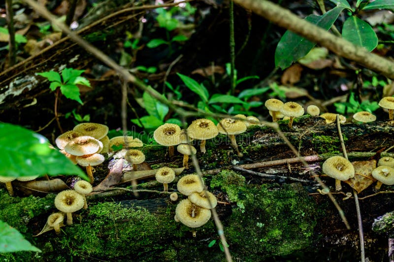 Mushroom patch stock image. Image of panus, southern - 78795375