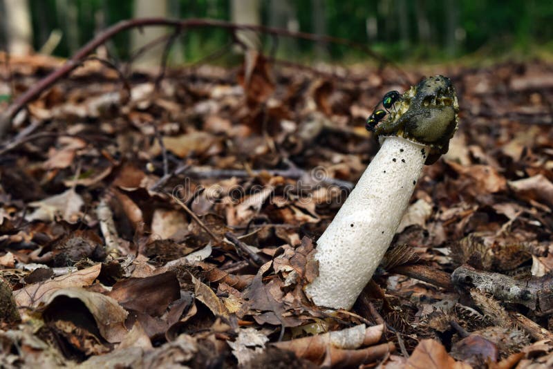 Mushroom phallus impudicus stock image. Image of leaves - 196357569