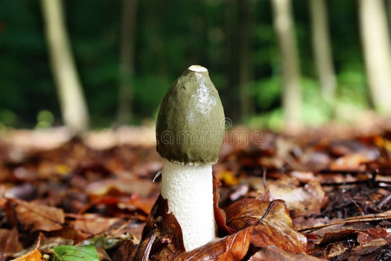 Mushroom phallus impudicus stock photo. Image of high - 34112102