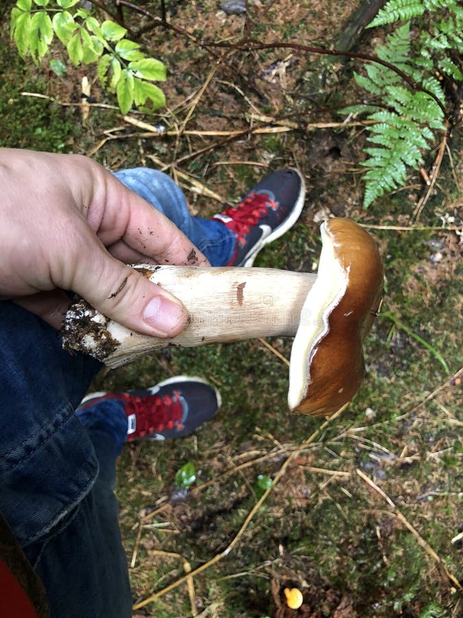 Mushroom picking stock image. Image of mushroom, picking - 125284533