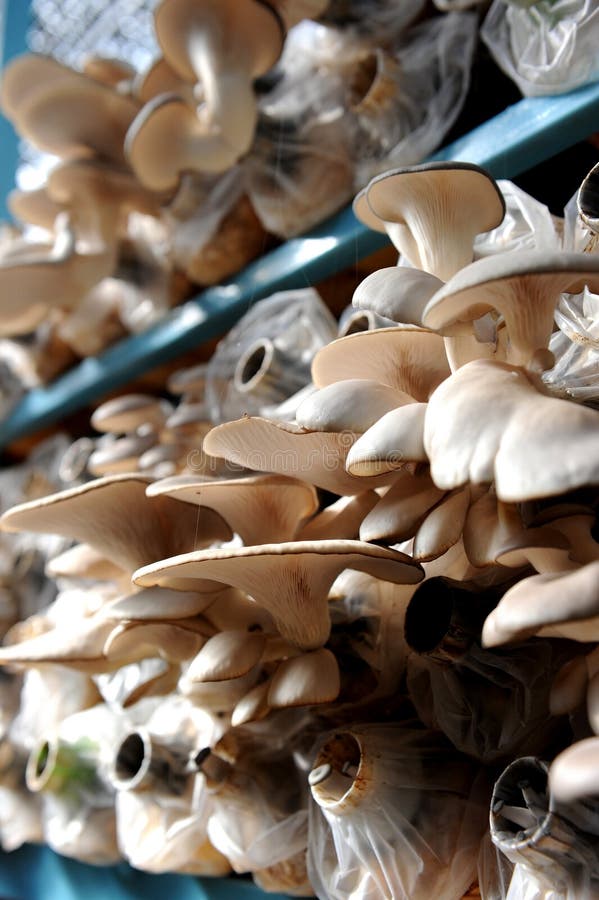 Mushroom planting stock photo. Image of health, growth - 8644788