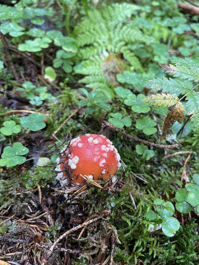 Mushroom Poison Fly-agaric in the Forest Stock Photo - Image of ...