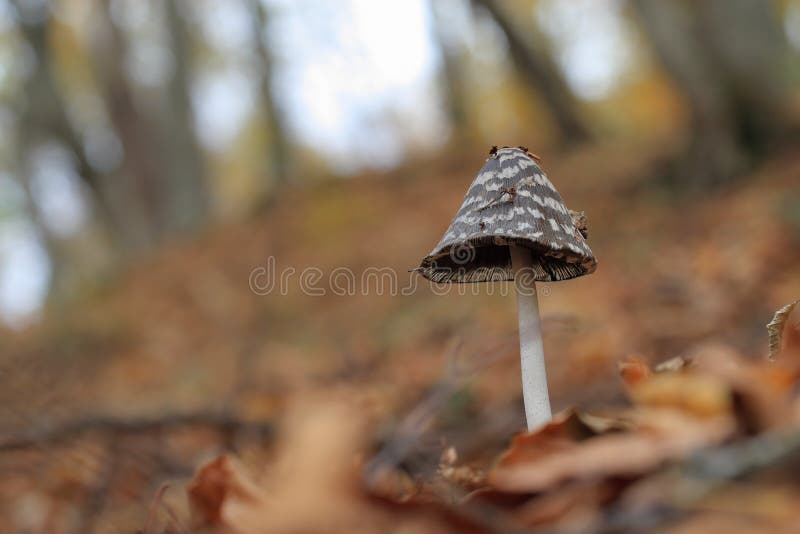 Mushroom poisonous stock image. Image of object, poisonous - 7168733