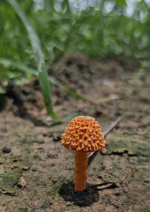 Mushroom, Poisonous Mushroom, Orange Color, Natural Stock Image - Image ...