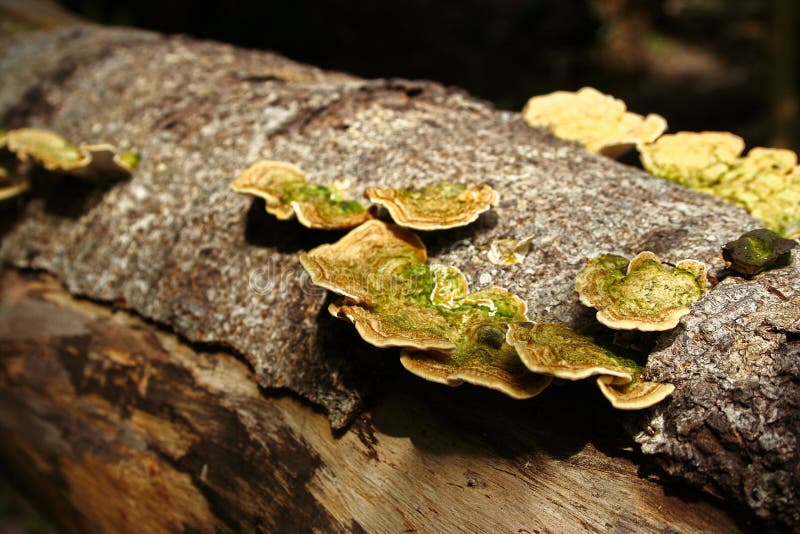 Mushroom Polypores Picture. Image: 2708465