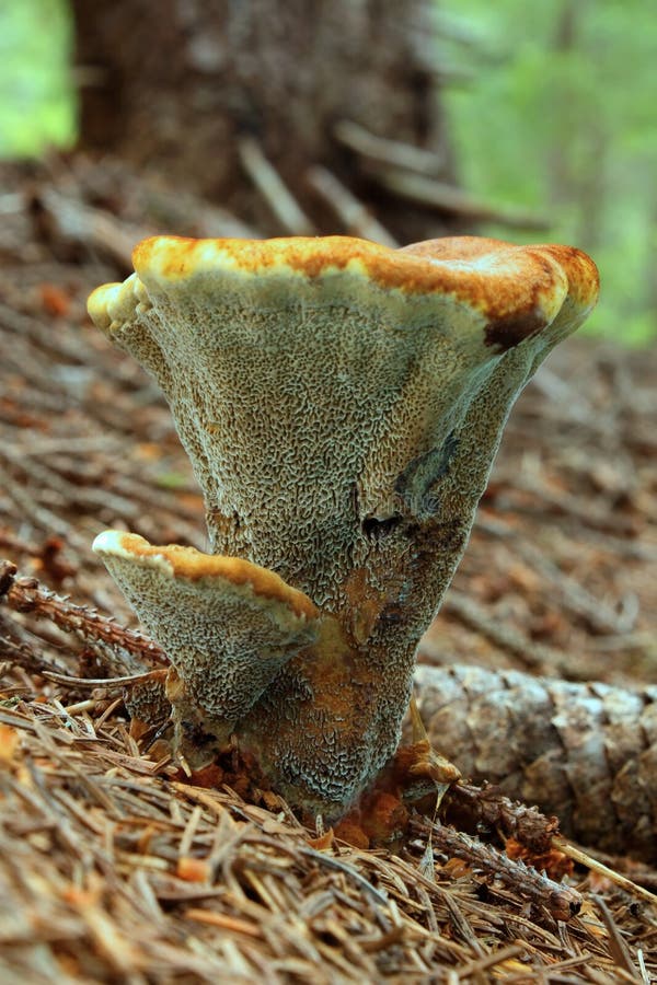 Mushroom polyporus stock image. Image of light, orange - 10659299