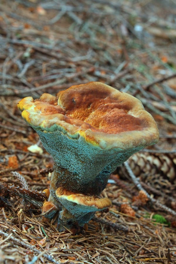 Mushroom polyporus stock image. Image of light, orange - 10659299