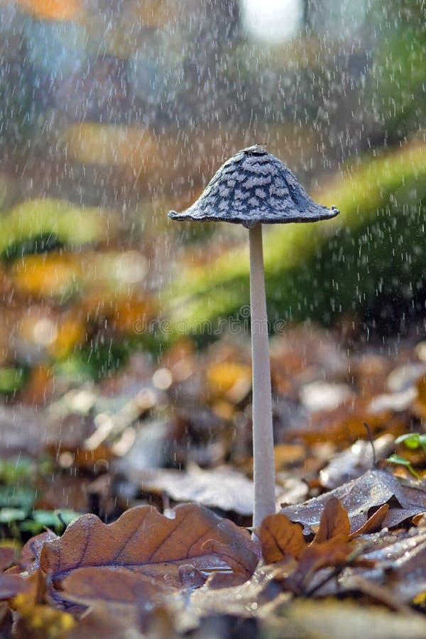 Mushroom in rain stock image. Image of freshness, autumn - 27916181
