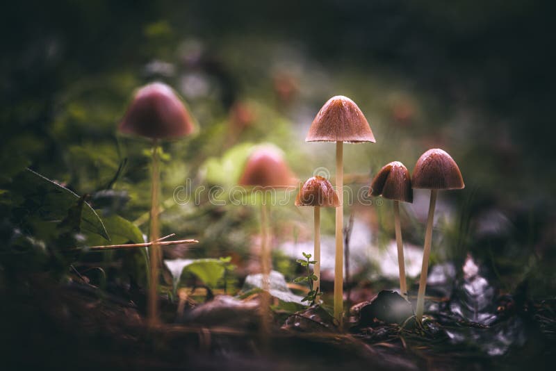 Mushroom in the rain stock image. Image of weather, november - 257852389