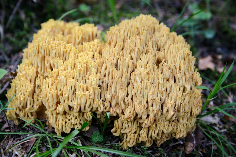 Mushroom of Ramaria flava stock image. Image of outdoor - 294193225