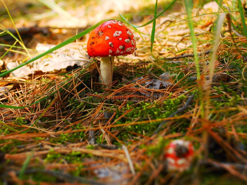 Mushroom Red Fly Agaric. Poisonous Mushroom, Close-up Stock Photo ...