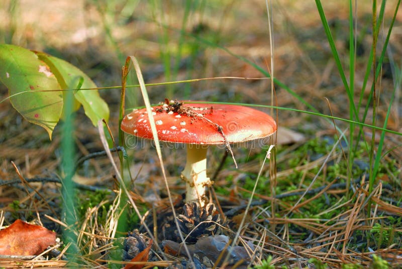 Mushroom Red Fly Agaric. Poisonous Mushroom, Close-up Stock Photo ...