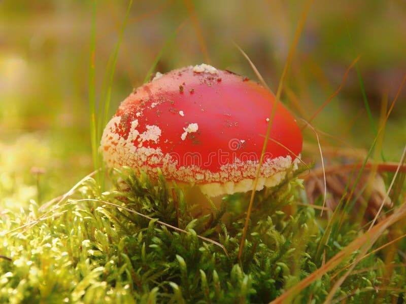 Mushroom Red Fly Agaric. Poisonous Mushroom, Close-up Stock Image ...