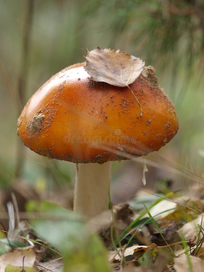 Mushroom stock photo. Image of season, detail, beauty - 34313968