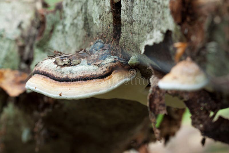 Mushroom-rot fungus stock image. Image of medicine, plant - 26839951