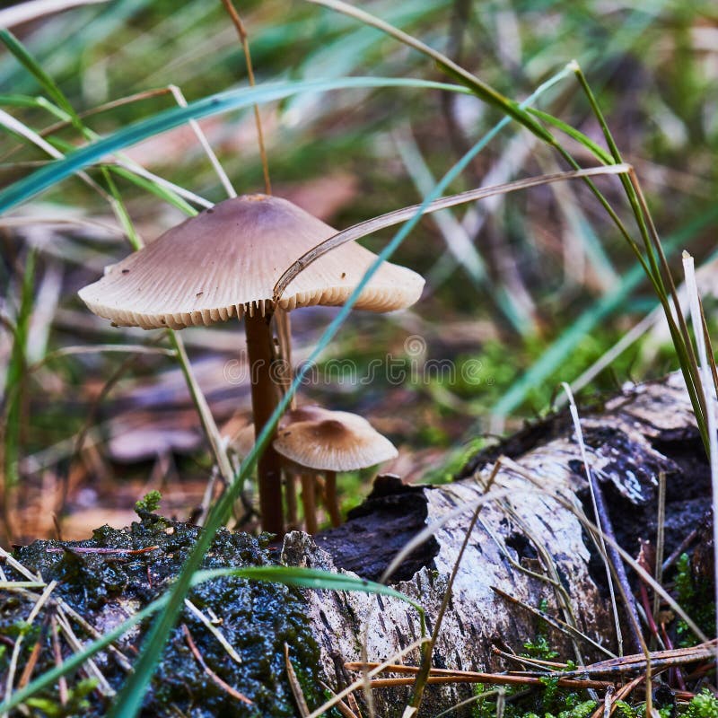 Mushroom with a Rounded Cap on the Grass in the Forest Floor Next To a ...