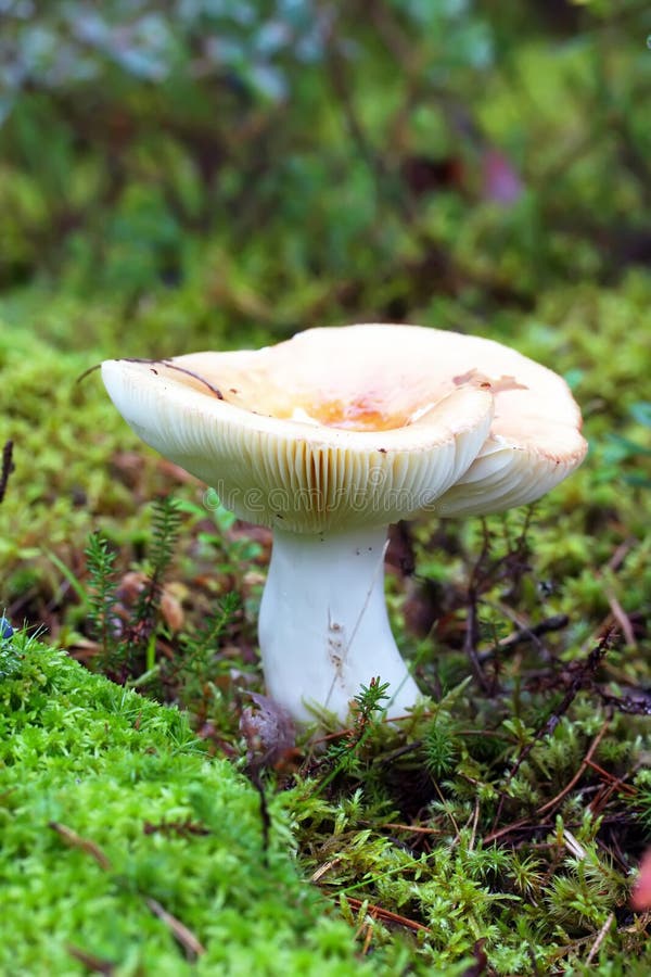 Mushroom a russula stock image. Image of edible, autumn - 20460879