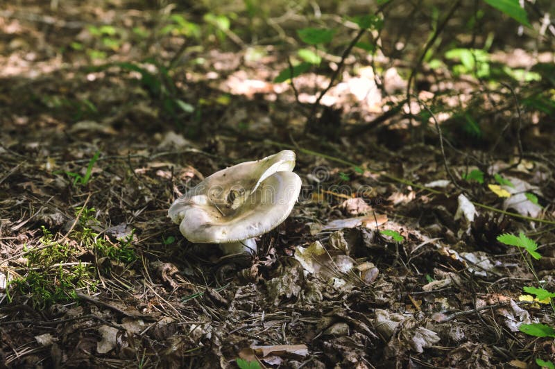 Mushroom Russula in the Forest Stock Image - Image of russula, natural ...