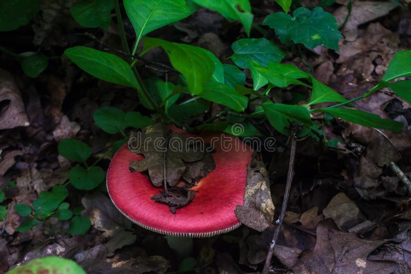 Mushroom Russula with Pink-red Hat. Mushroom in the Natural Environment ...