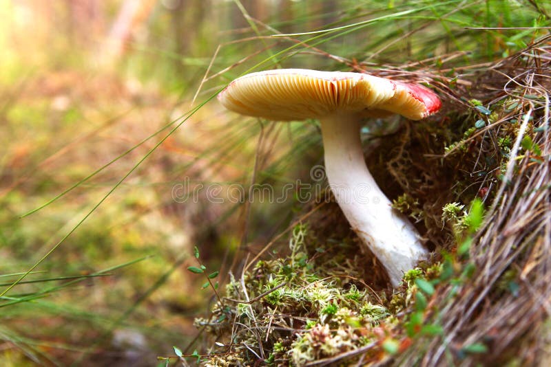 Mushroom Russula, with a Red Cap in the Forest, with Sunlight. Stock ...