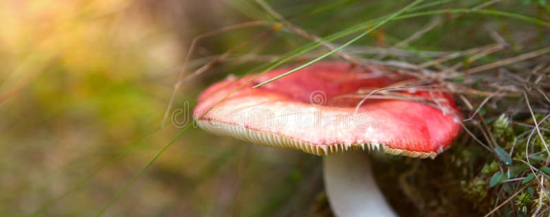 Mushroom Russula, with a Red Cap in the Forest, with Sunlight. Stock ...