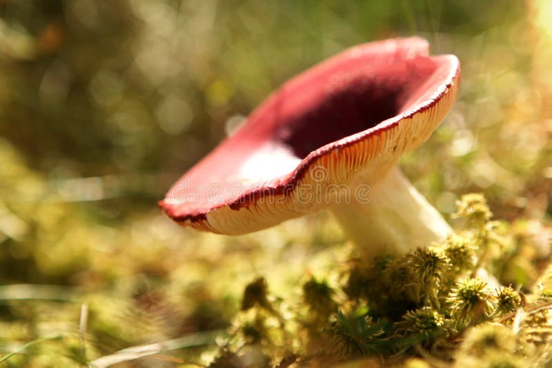 Mushroom Russula, with a Red Cap in the Forest, with Sunlight. Stock ...