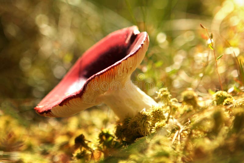 Mushroom Russula, with a Red Cap in the Forest, with Sunlight. Stock ...