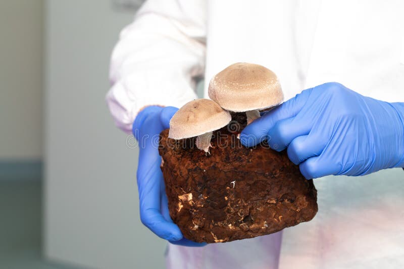 Mushroom Samples Stock Photos - Free & Royalty-Free Stock Photos from ...