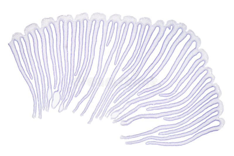 Mushroom Gills, Transverse Section of Fungus Cap Under a Light ...