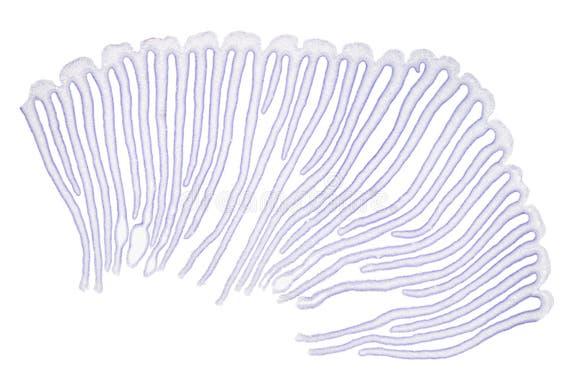 Mushroom Gills, Transverse Section of Fungus Cap Under a Light ...