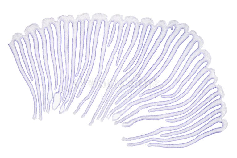 Mushroom Gills, Transverse Section of Fungus Cap Under a Light ...