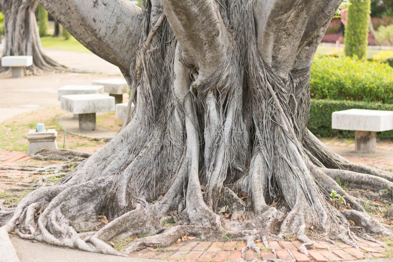 Mushroom shape banyan tree stock photo. Image of arboretum - 59962130