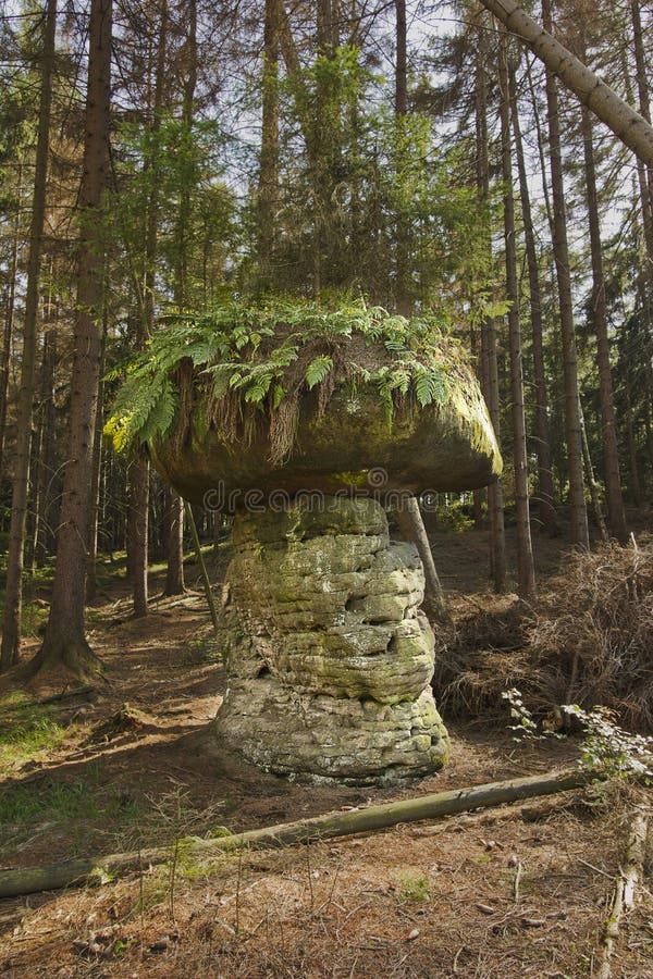 1,432 Mushroom Shaped Tree Stock Photos - Free & Royalty-Free Stock ...