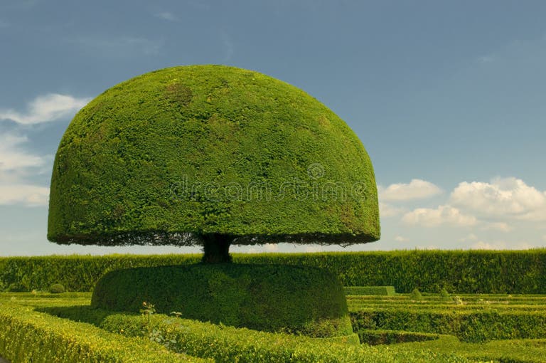 2,231 Mushroom Shaped Tree Stock Photos - Free & Royalty-Free Stock ...