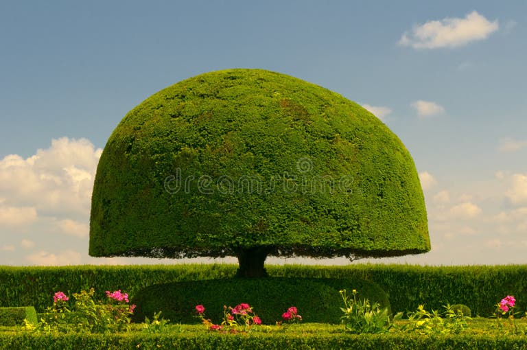 1,086 Mushroom Shaped Tree Stock Photos - Free & Royalty-Free Stock ...