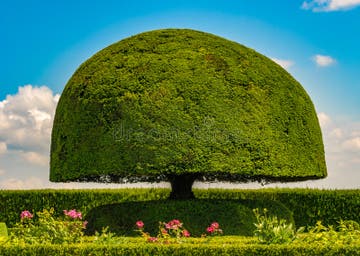 2,231 Mushroom Shaped Tree Stock Photos - Free & Royalty-Free Stock ...